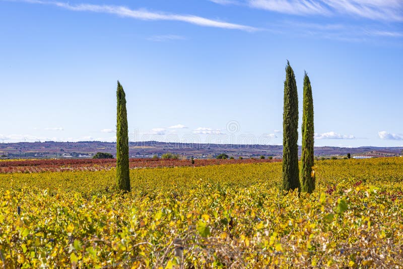 Slender Cypress Trees Around the Pond Stock Image - Image of tree ...