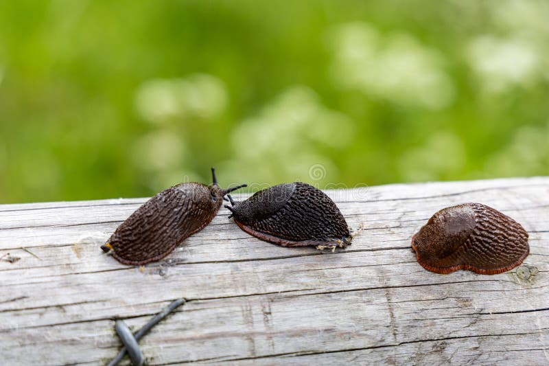Three Slugs Close-up on a Wooden Surface Stock Image - Image of habitat ...