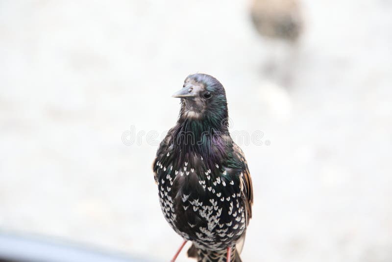 A Black Bird with White Dots Stock Photo - Image of wildlife, outdoors ...