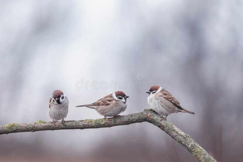 Birds Vorobyov Stock Photos - Free & Royalty-Free Stock Photos from ...