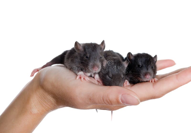 Three small black rats stock photo. Image of isolated - 14973202