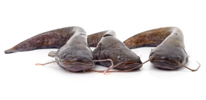 Three raw fish stock photo. Image of healthy, animals - 278227860