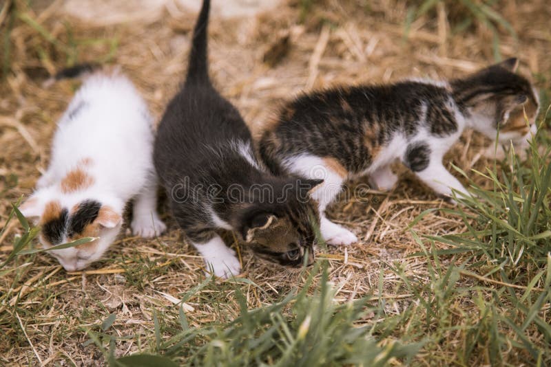 Three Small Cats First Outside Stock Image - Image of small, turkey ...