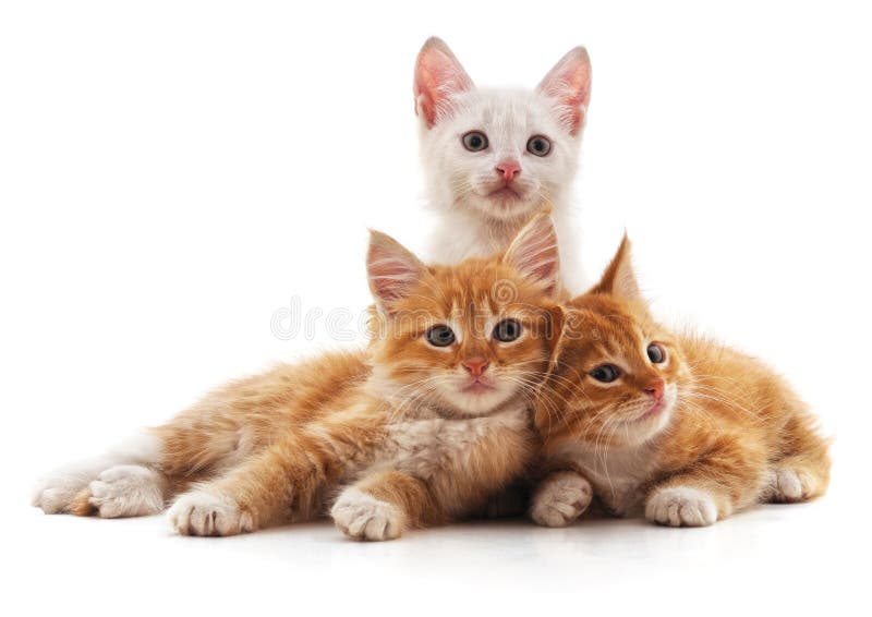 Three red cats. stock image. Image of small, pets, white - 93789621