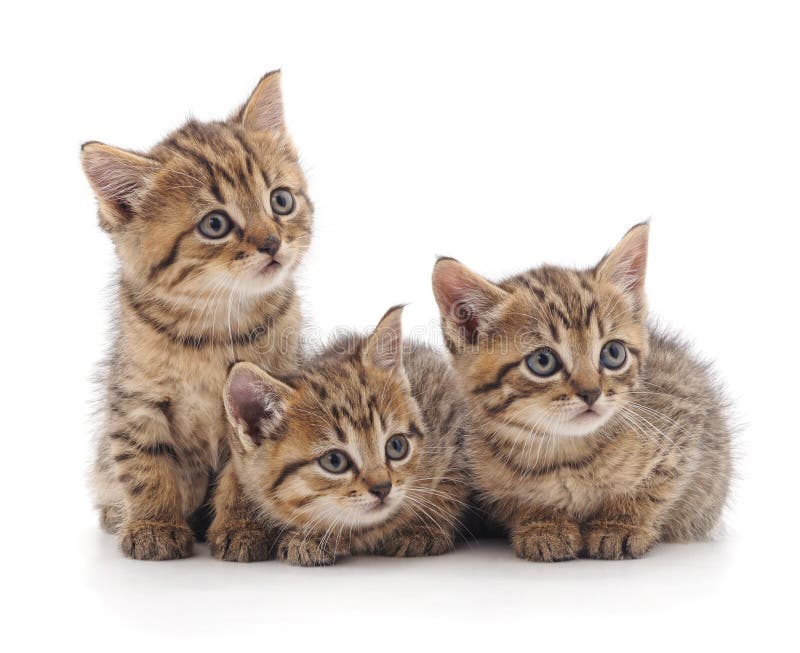 Three red cats. stock image. Image of small, pets, white - 93789621