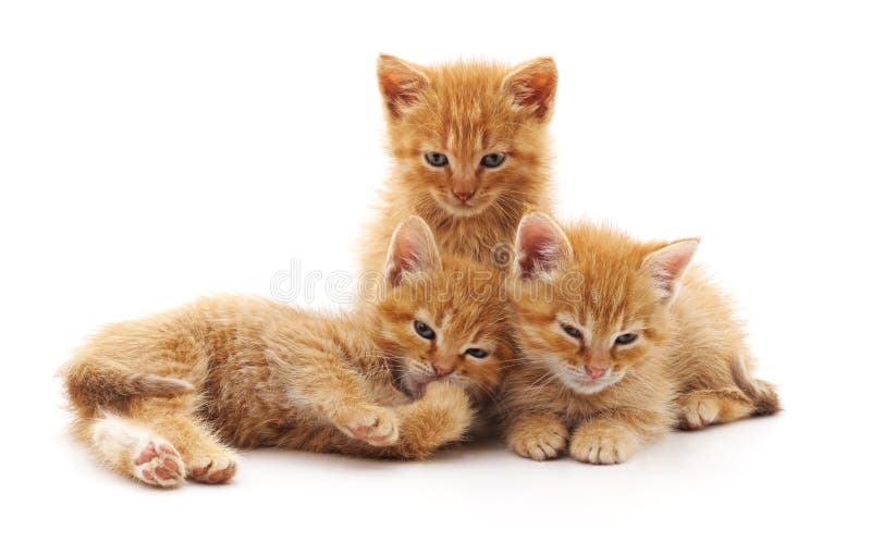 Three red cats. stock image. Image of small, pets, white - 93789621