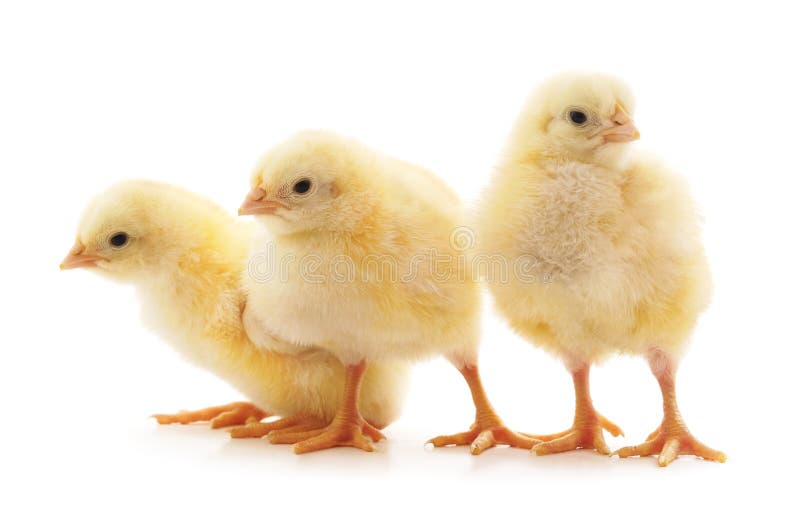 Three small chickens stock photo. Image of white, birds - 137011104