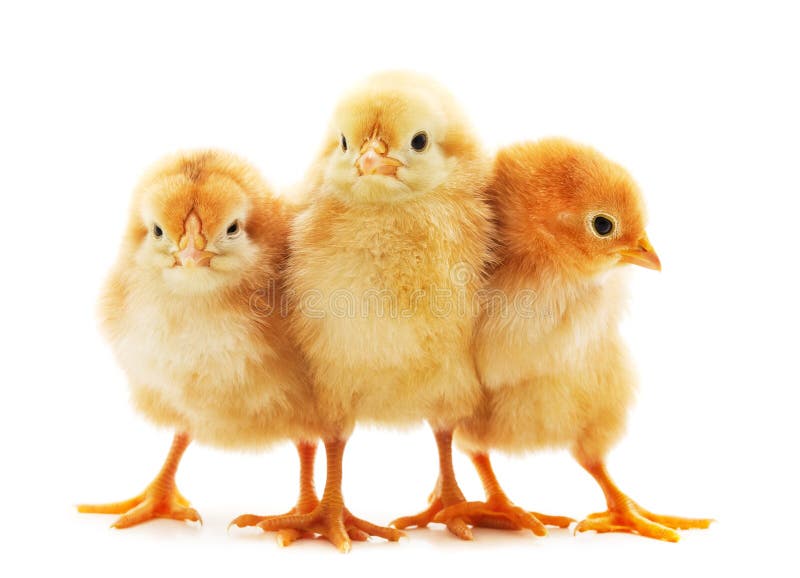 Three small chickens stock photo. Image of white, birds - 137011104