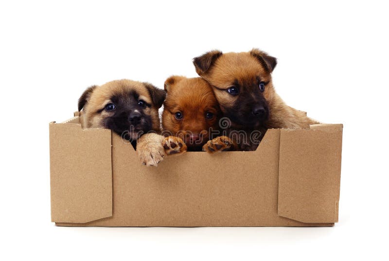 Three small dogs stock image. Image of puppy, animals - 229268919