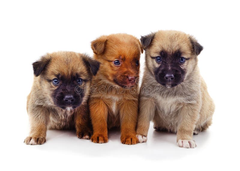 Three small dogs stock photo. Image of isolated, mammals - 211504092