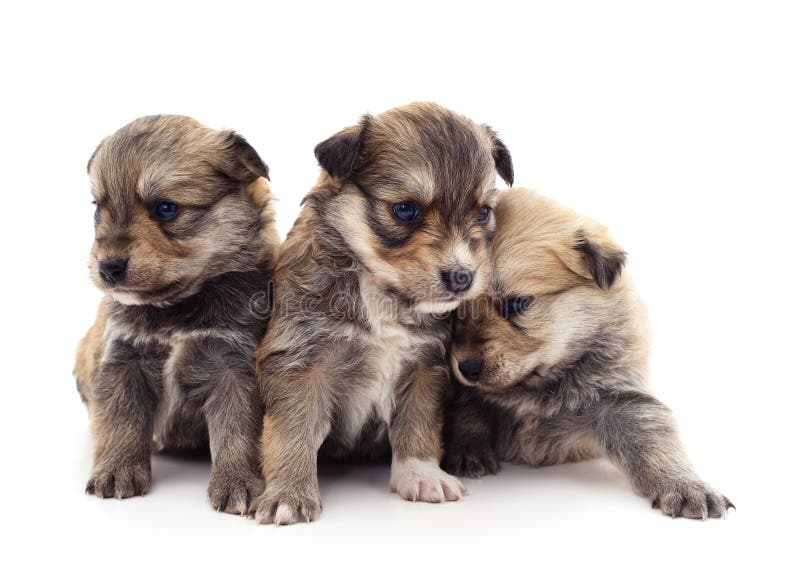 Three small dogs stock image. Image of puppy, animals - 229268919