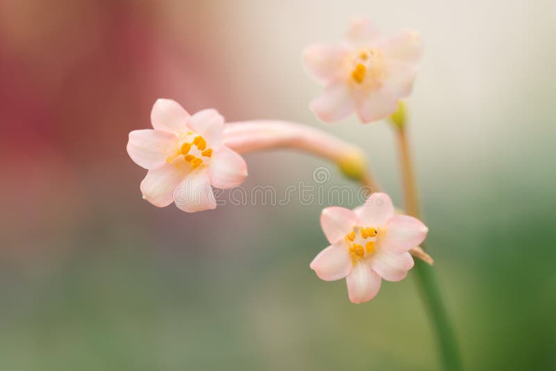 Three small flowers stock image. Image of flora, meadow - 29224755