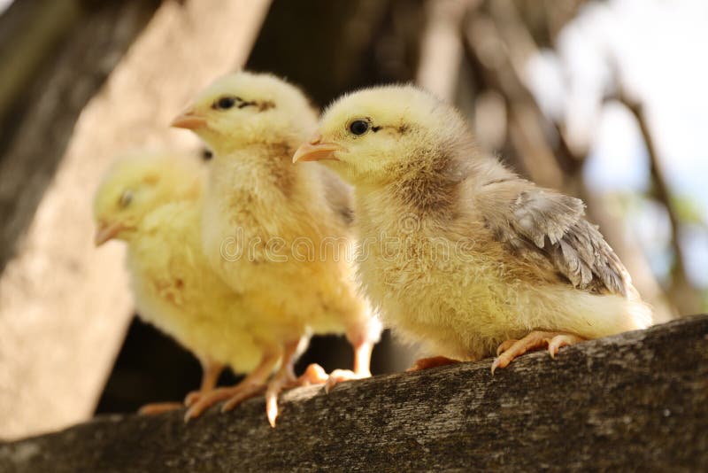Three Small Fluffy Yellow Chicks of Domestic Chicken, Close Up ...