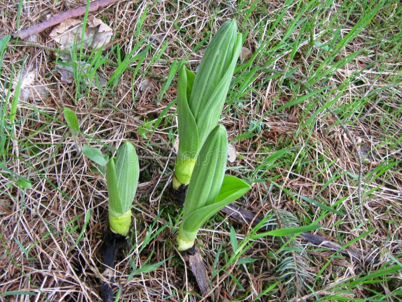 Three Small Green Plants in the Grass Stock Image - Image of lush ...