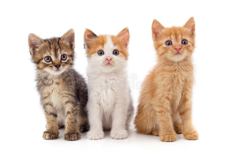 Three small kittens stock photo. Image of white, domestic - 190335392