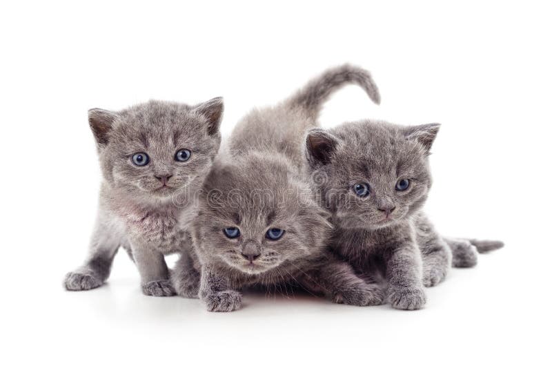 Three small cats. stock image. Image of pedigreed, friendship - 122876005