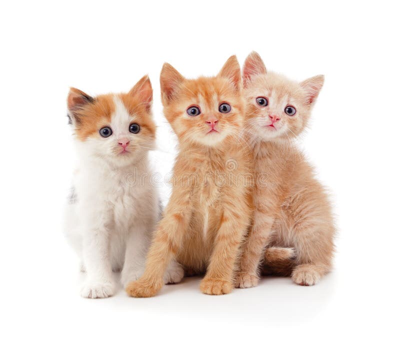 Three small cats. stock image. Image of pedigreed, friendship - 122876005