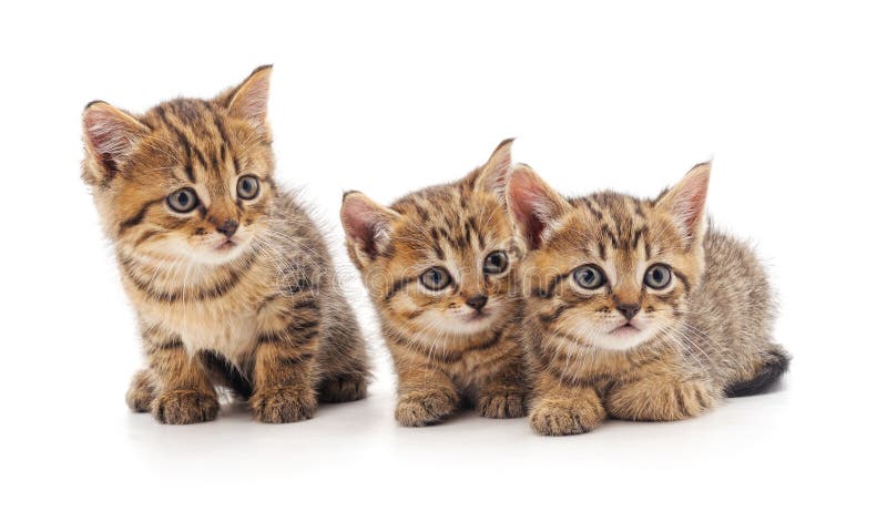 Three small cats. stock image. Image of pedigreed, friendship - 122876005