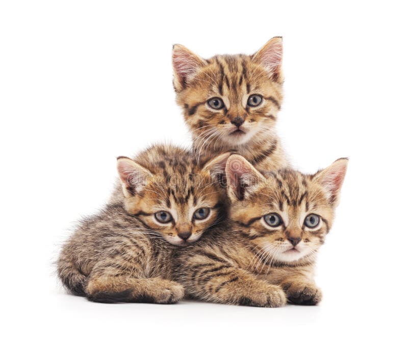 Three small cats. stock image. Image of pedigreed, friendship - 122876005