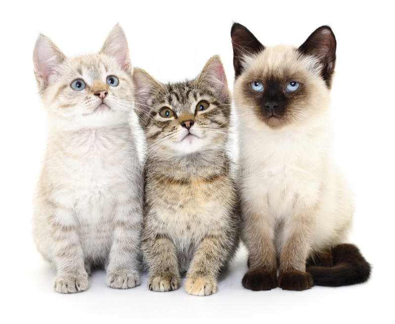 Three small kittens stock image. Image of front, tabby - 57575881