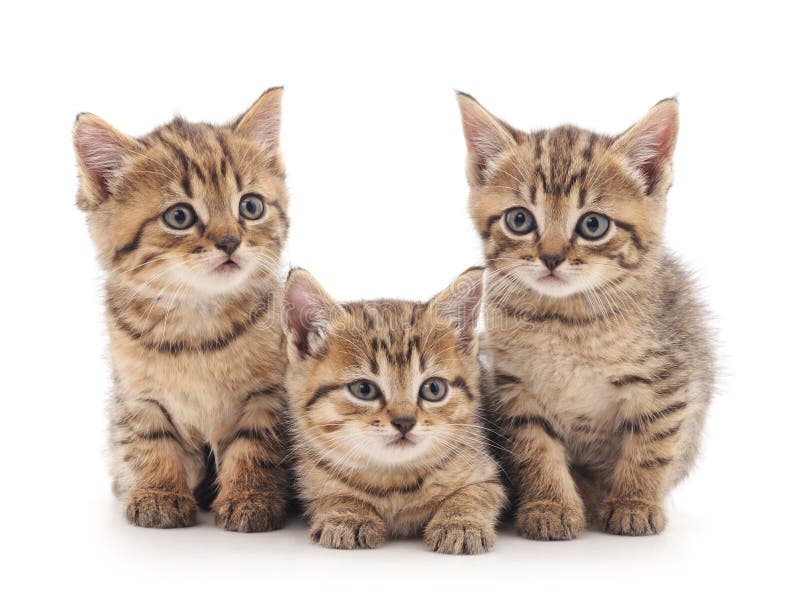 Three red cats. stock image. Image of small, pets, white - 93789621