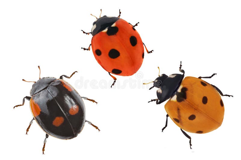 Ladybugs stock image. Image of flower, lady, spot, garden - 40817199