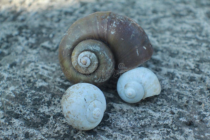 Three Small Long Dead Snail Shells Scattered on the Roadside Stock ...