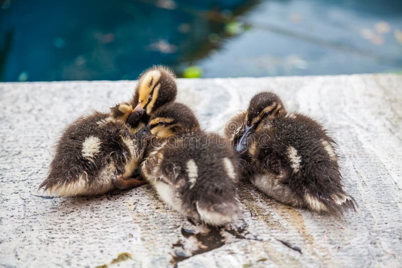 Three Small Mallard Ducklings Stock Photo - Image of chicks, bird ...