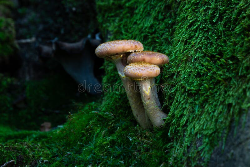 Three Small Mushrooms Tree Root Stock Photos - Free & Royalty-Free ...
