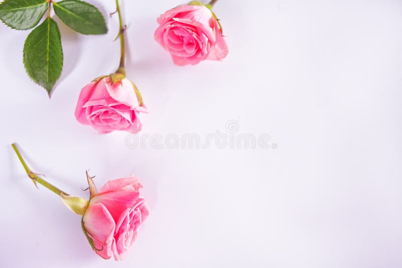 Three Small Pink Roses on the White Background. Top View Stock Photo ...