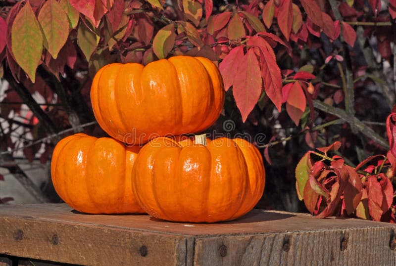 Three Small Pumpkins Stacked Stock Photo - Image of autumn, macro: 11217406