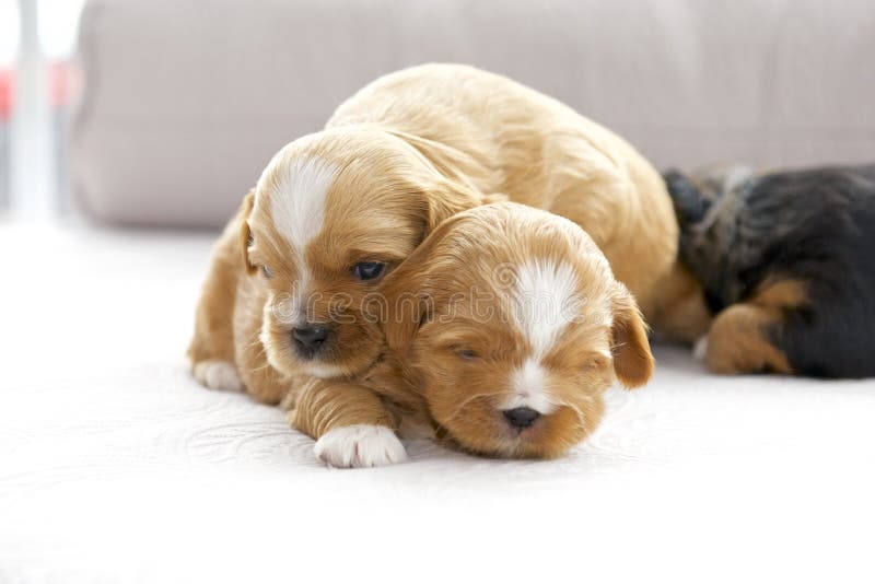 159 Snuggling Puppies Stock Photos - Free & Royalty-Free Stock Photos ...