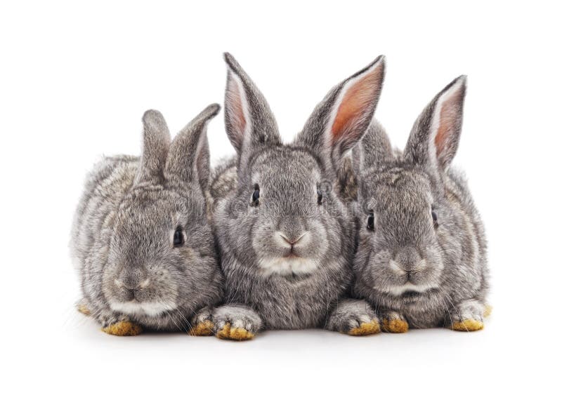 Two small rabbits stock photo. Image of couple, color - 177738796