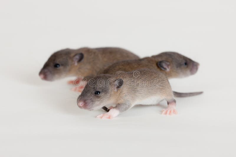 Three small black rats stock photo. Image of isolated - 14973202