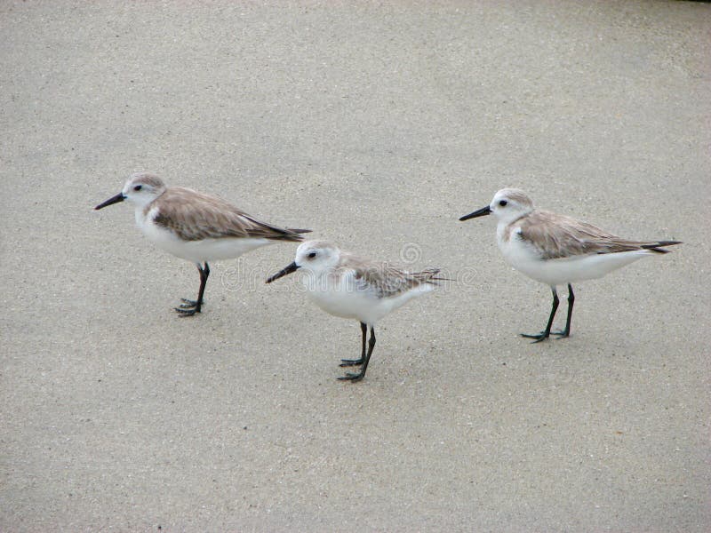 Sea birds on the beach stock image. Image of beach, california - 17467521