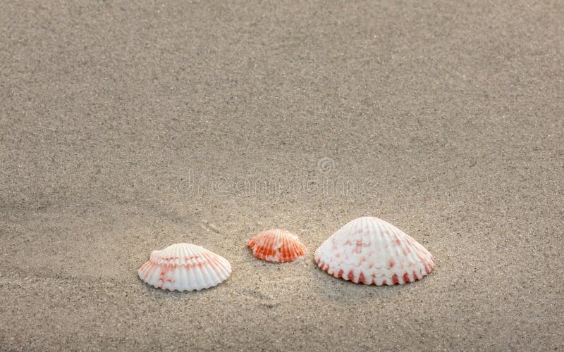 Three Small Seashells on White Sand As a Simple Background Stock Image ...