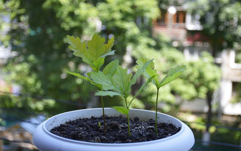 Three Small Seedlings of Oak Tree Stock Image - Image of flower ...