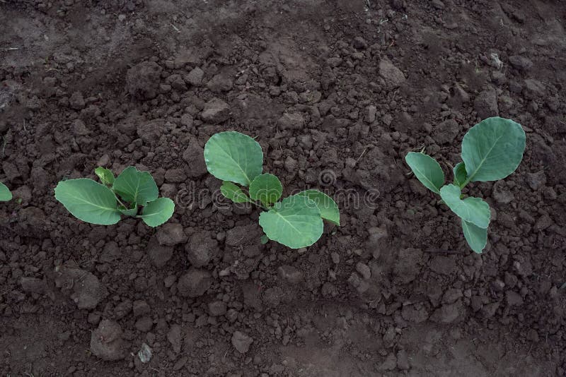 Three Small Sprouts of Cabbage in the Field. Cabbage Close-up, from ...