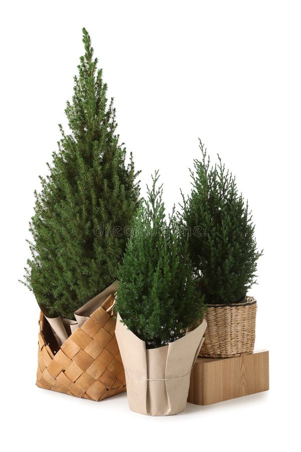 Three Small Spruce Trees Isolated on White Stock Image - Image of ...