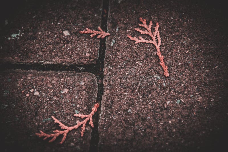 Three small twigs isolated stock image. Image of isolated - 245461821