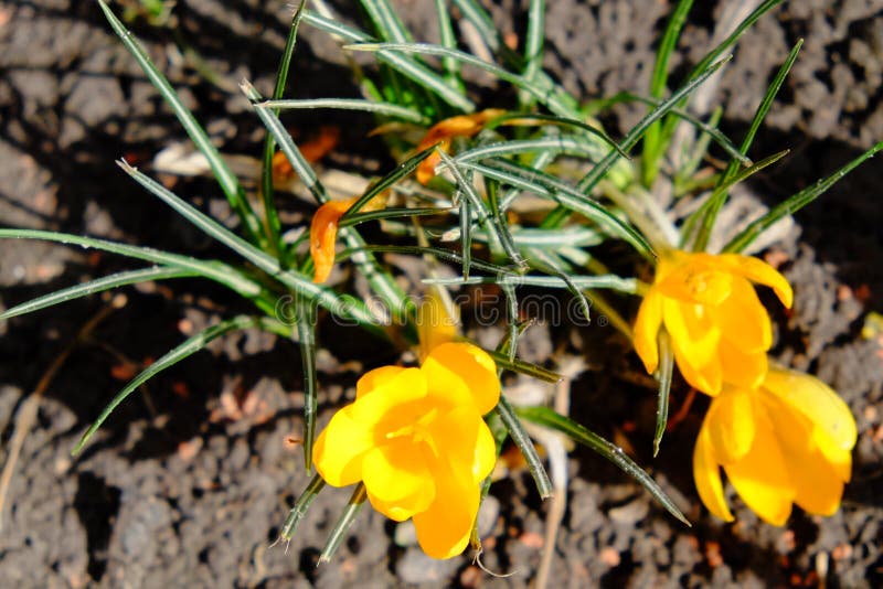 Three Small Yellow Flowers, Top View. Flora Stock Photo - Image of ...