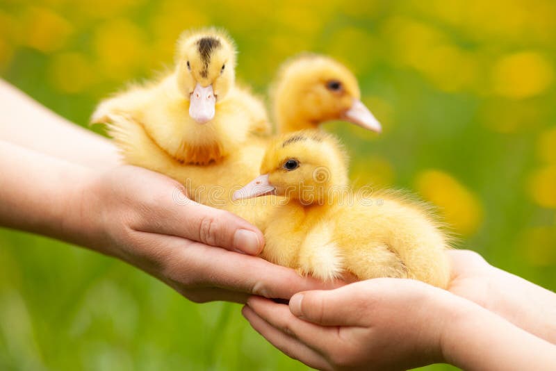 Three Small Yellow Mulard Ducks in the Hands Stock Image - Image of ...