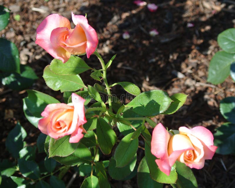 Three rose buds stock photo. Image of stem, buds, texture - 5770354
