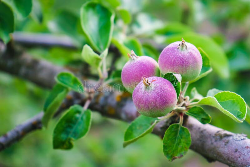 Three Small Young Apples Ripen on a Tree Branch Stock Photo - Image of ...