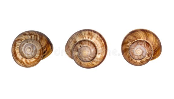 Three Snail Shells Rotating on Transparent Background Stock Image ...