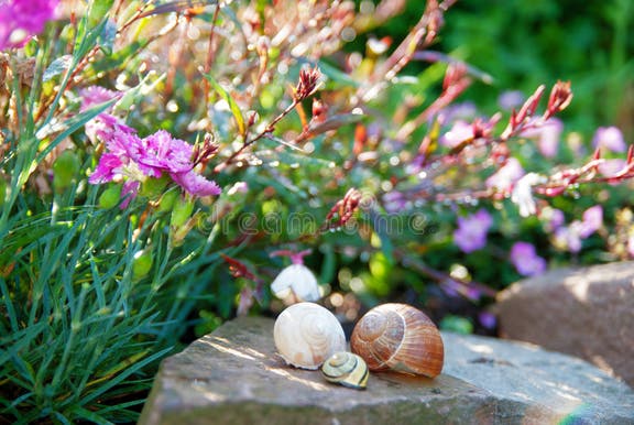Three snail shells stock photo. Image of shells, shell - 65550556