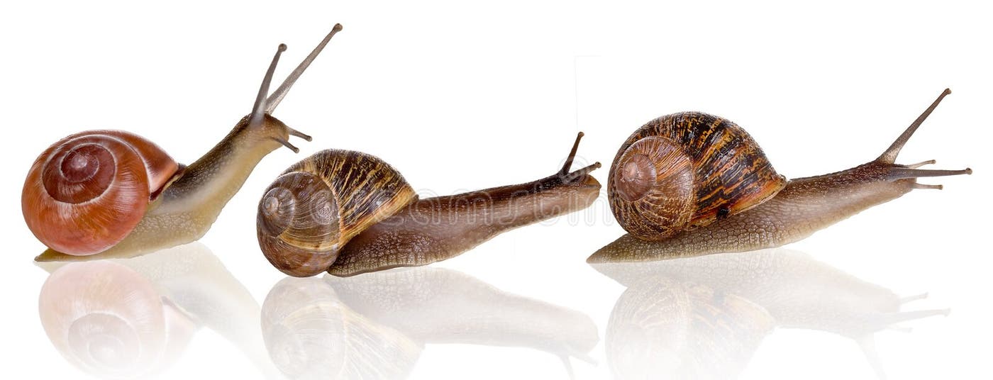 7,553 Garden Snails Helix Stock Photos - Free & Royalty-Free Stock ...