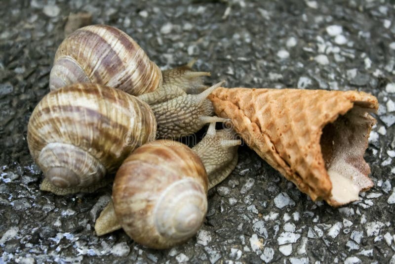 Three snails stock photo. Image of detail, spiral, macro - 10648734