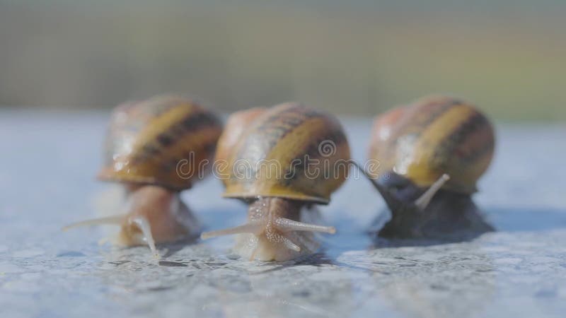 Three Snails Close Up. Close-up of Three Snails Crawling on a Flat ...