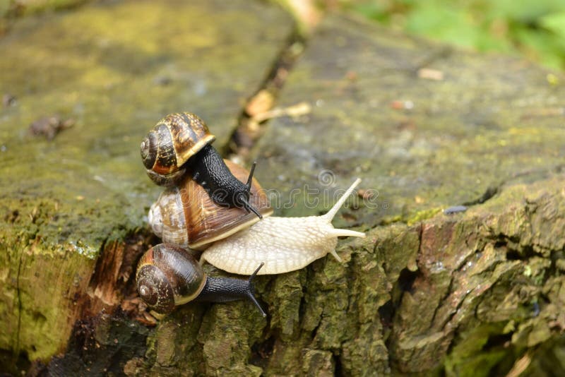 Three snails stock photo. Image of natural, fauna, stump - 41977820